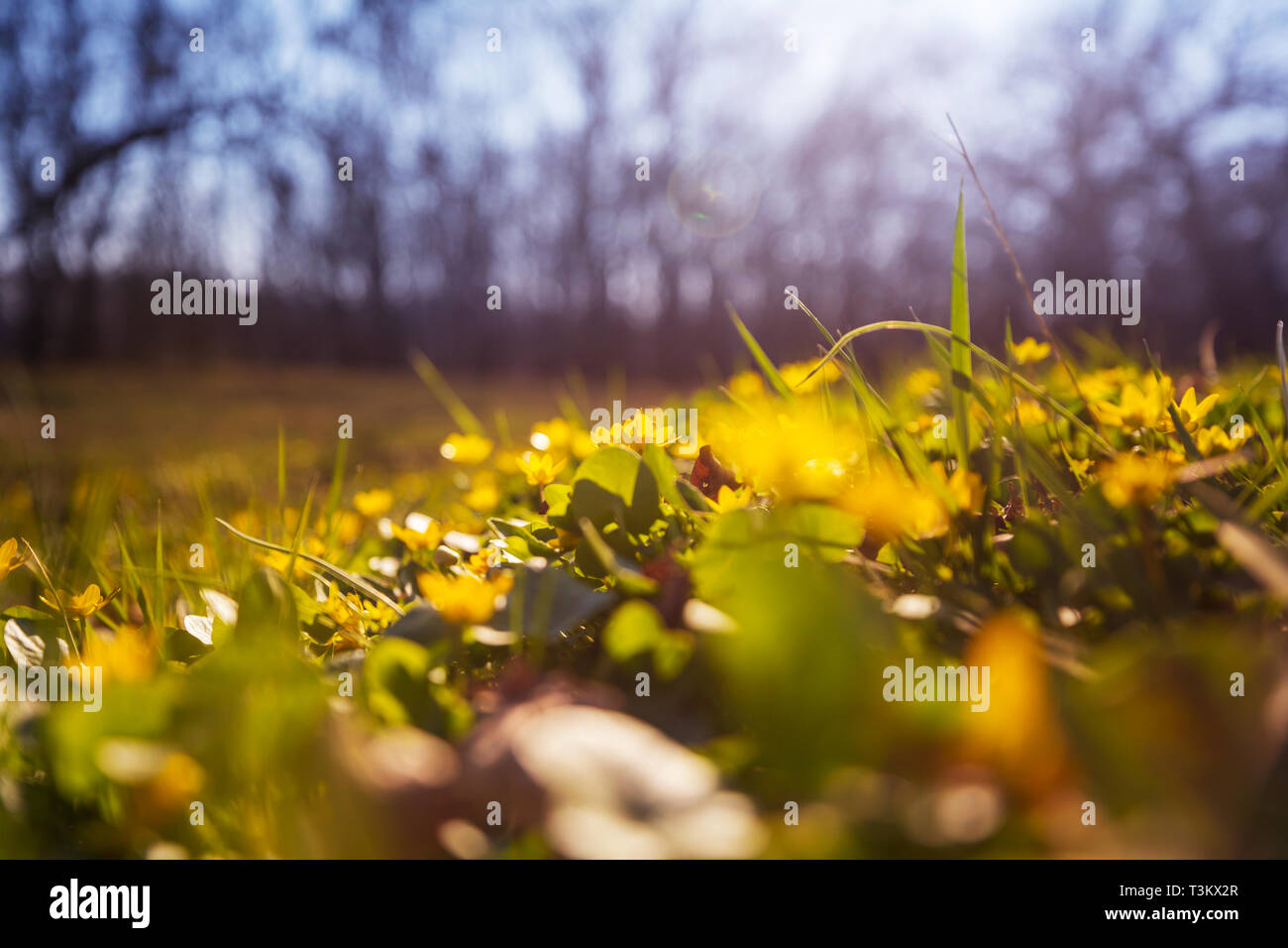 Beautiful woodland landscapes. Spring flowers In the forest Stock Photo ...
