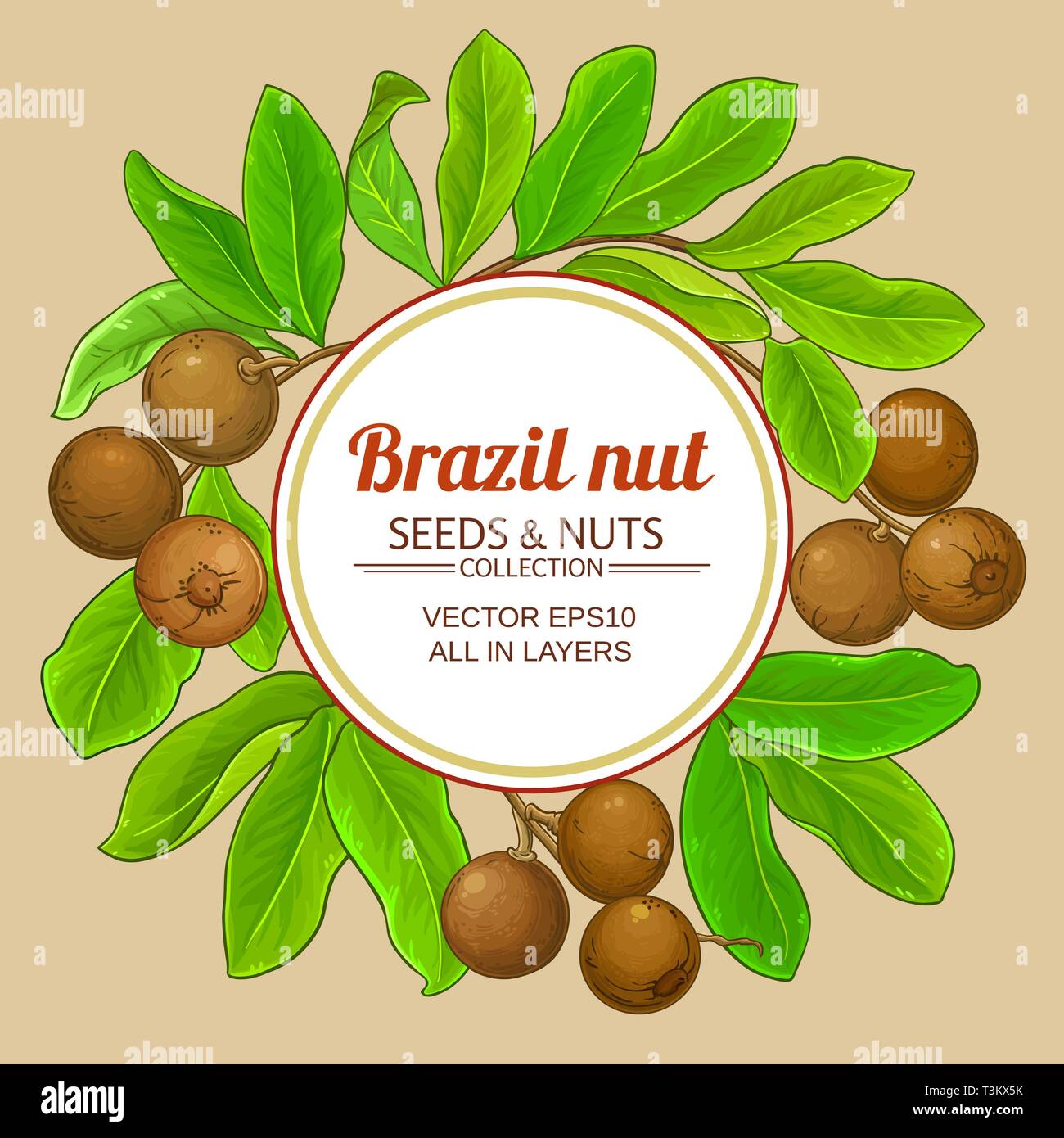 brazil nut branches frame on color background Stock Vector Image & Art ...