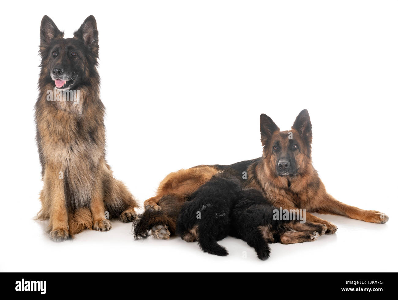 family german shepherd in front of white background Stock Photo - Alamy