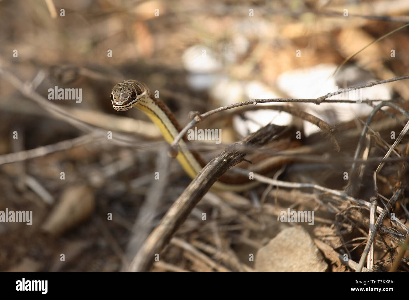 Stripe bellied sand snakes hi-res stock photography and images - Alamy