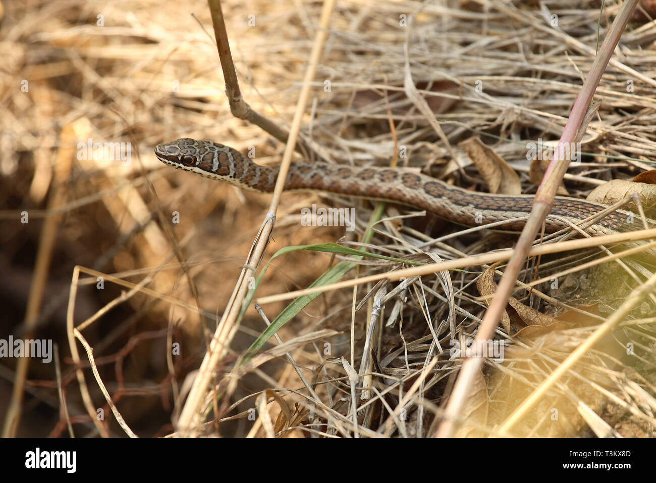Stripe bellied sand snakes hi-res stock photography and images - Alamy