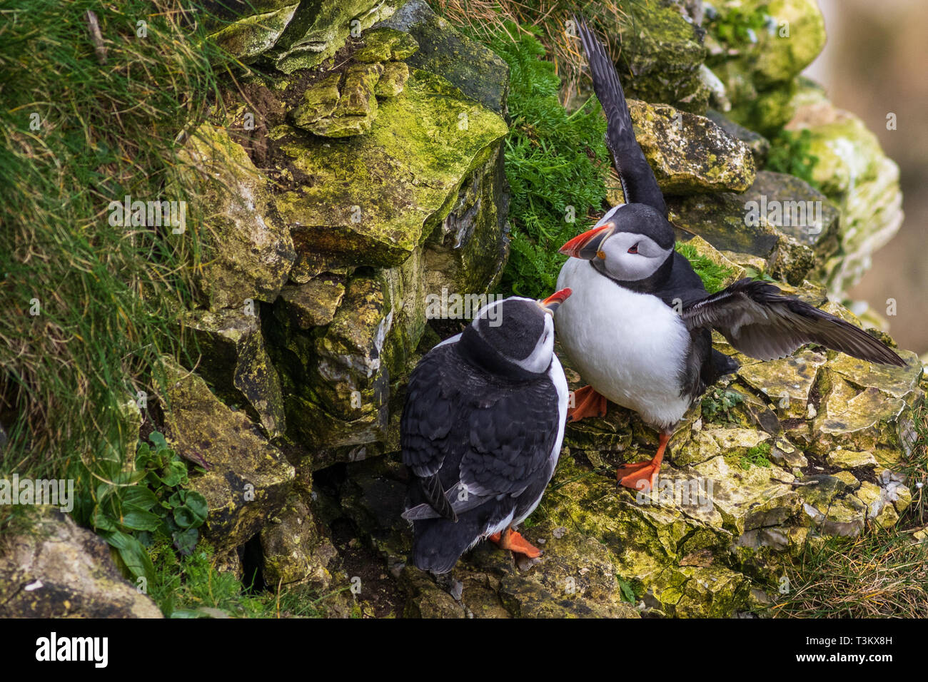 Pretty puffin hi-res stock photography and images - Alamy