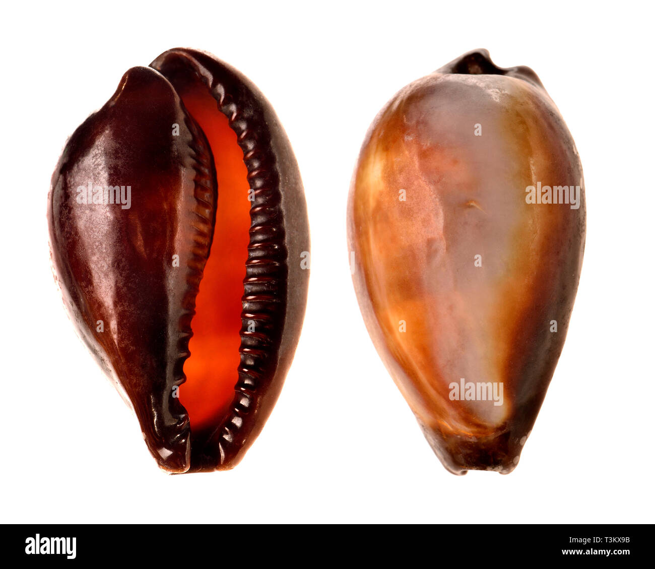 Onyx Animal High Resolution Stock Photography and Images - Alamy