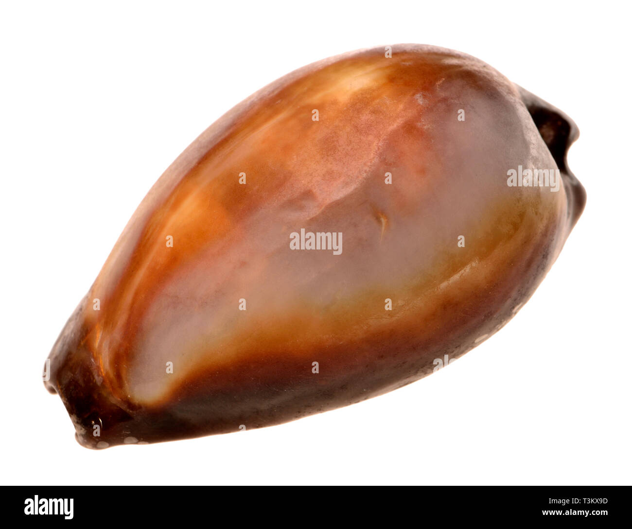 Cowry shell hi-res stock photography and images - Alamy