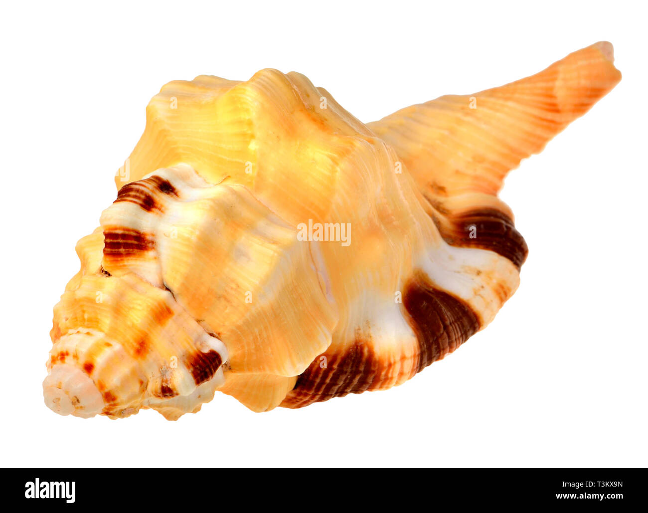 Triton shell hi-res stock photography and images - Alamy