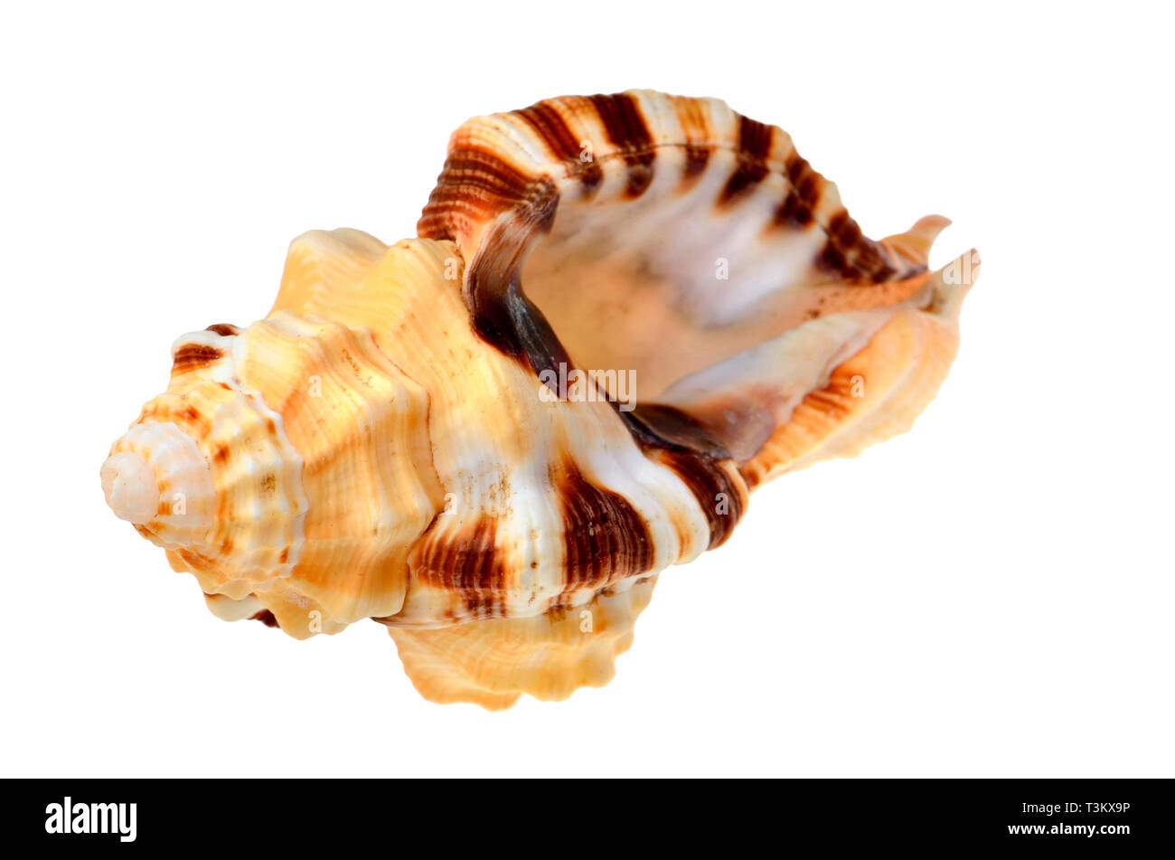 Yellow Triton shell (Cymatium grandimaculatum Stock Photo - Alamy