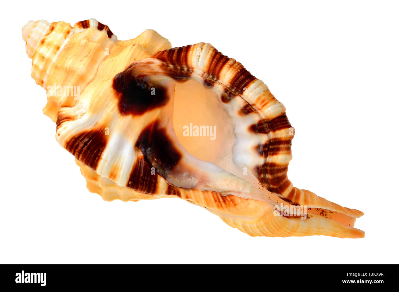 Yellow Triton shell (Cymatium grandimaculatum Stock Photo - Alamy