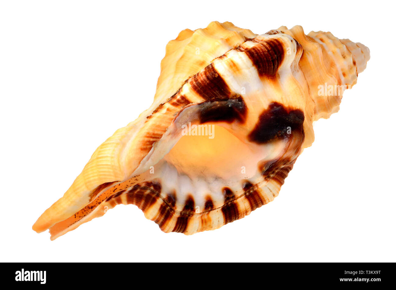Triton shell hi-res stock photography and images - Alamy