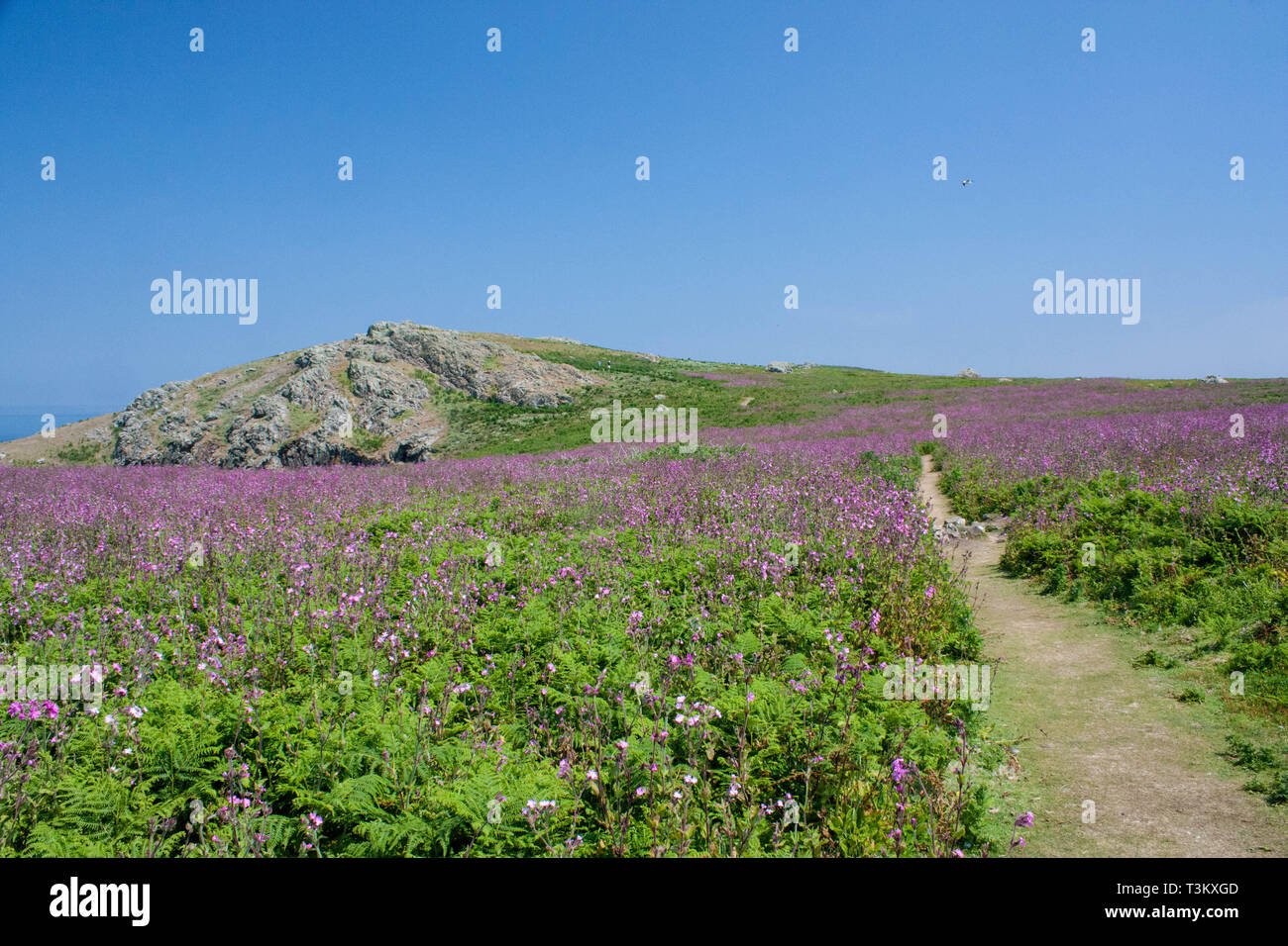 Welsh flora hi-res stock photography and images - Alamy