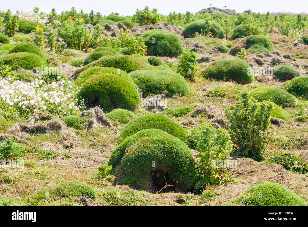 Grass tuffet hi-res stock photography and images - Alamy