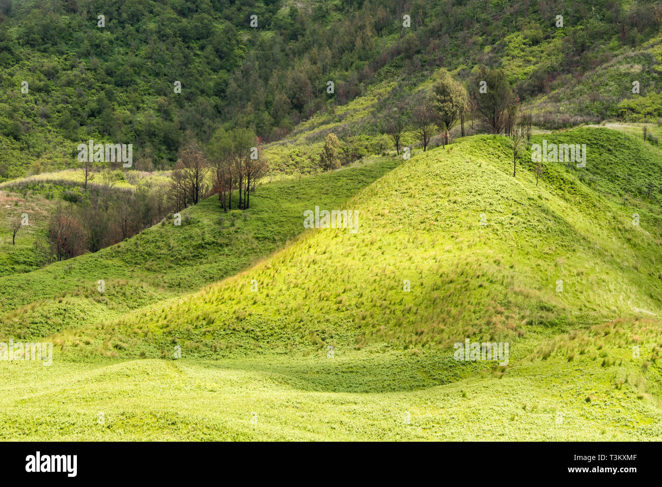 Rolling landscape, Indonesia Stock Photo - Alamy