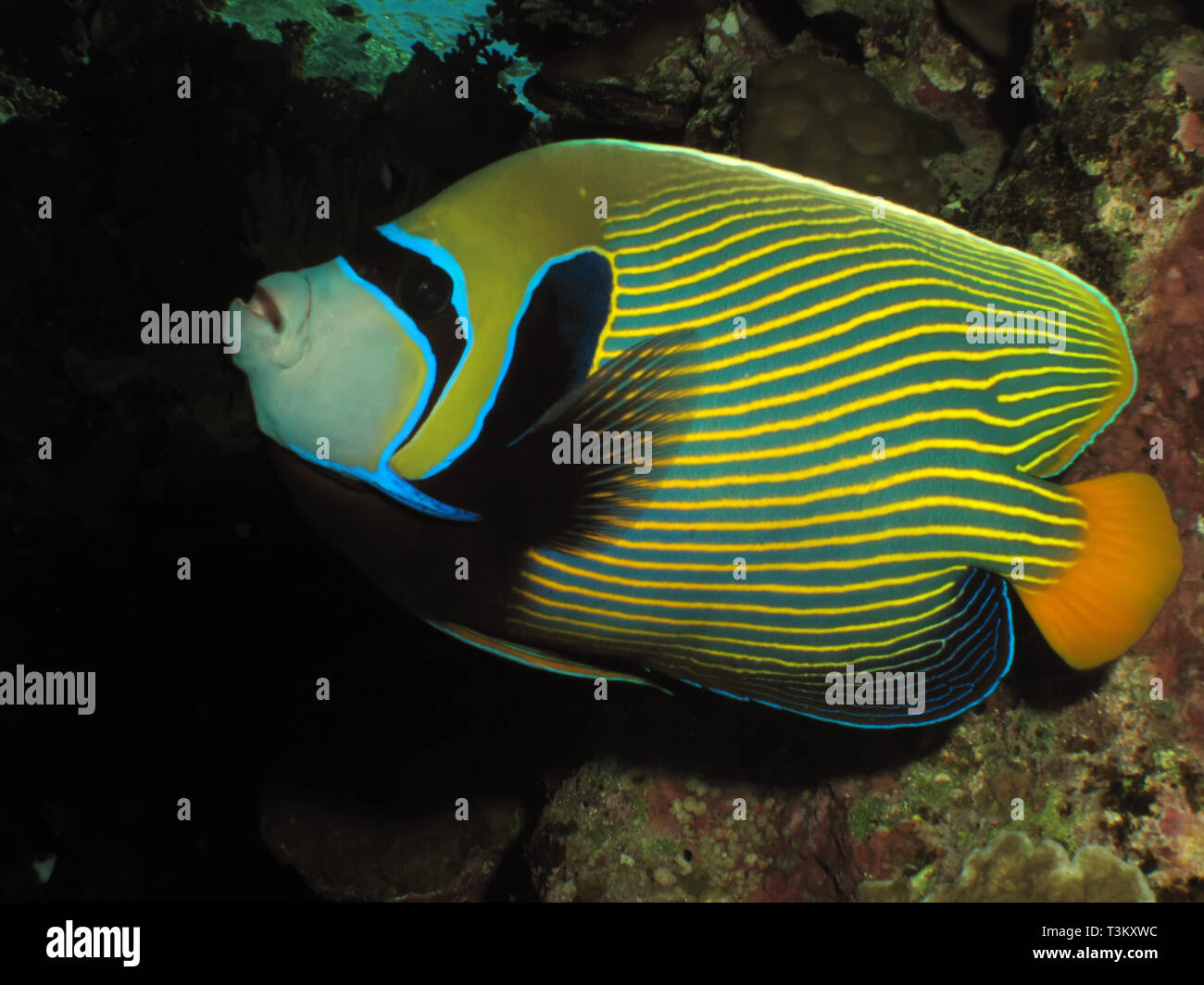 Emperor Angelfish ( Pomacanthus imperator) Taken in Red Sea, Egypt ...