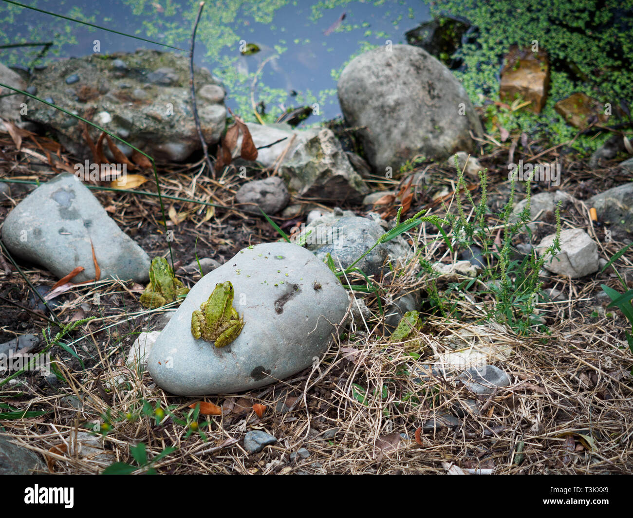 Frog jumping lake hi-res stock photography and images - Alamy