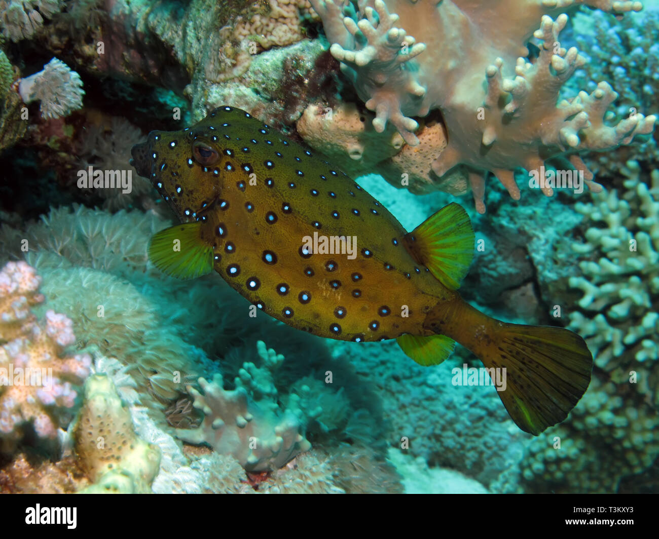 Yellow boxfish ( Ostracion cubicus) Taken in Red Sea, Egypt Stock Photo ...