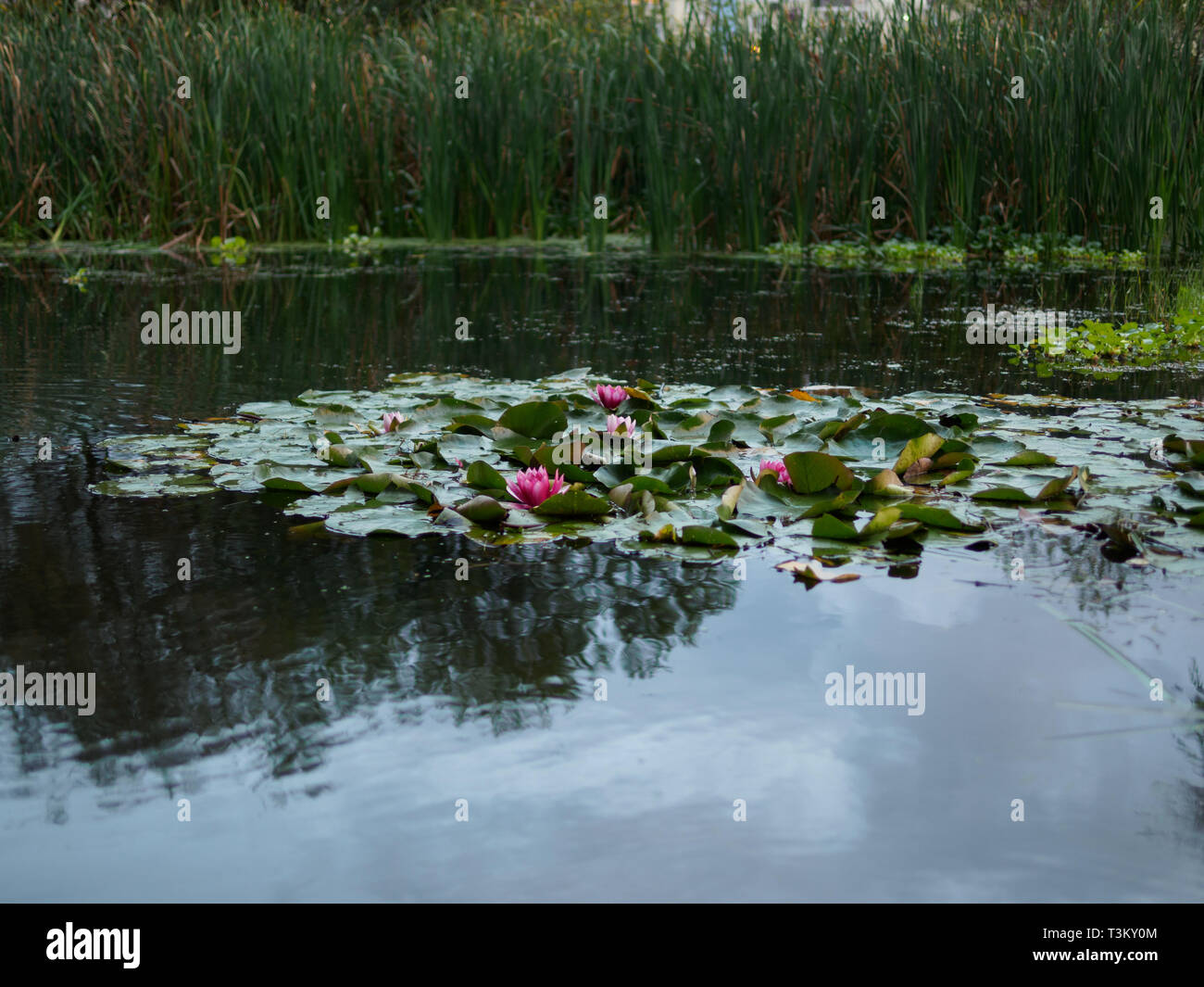 Water lilies in a small swamp. Swamp on the outskirts of the city Stock ...