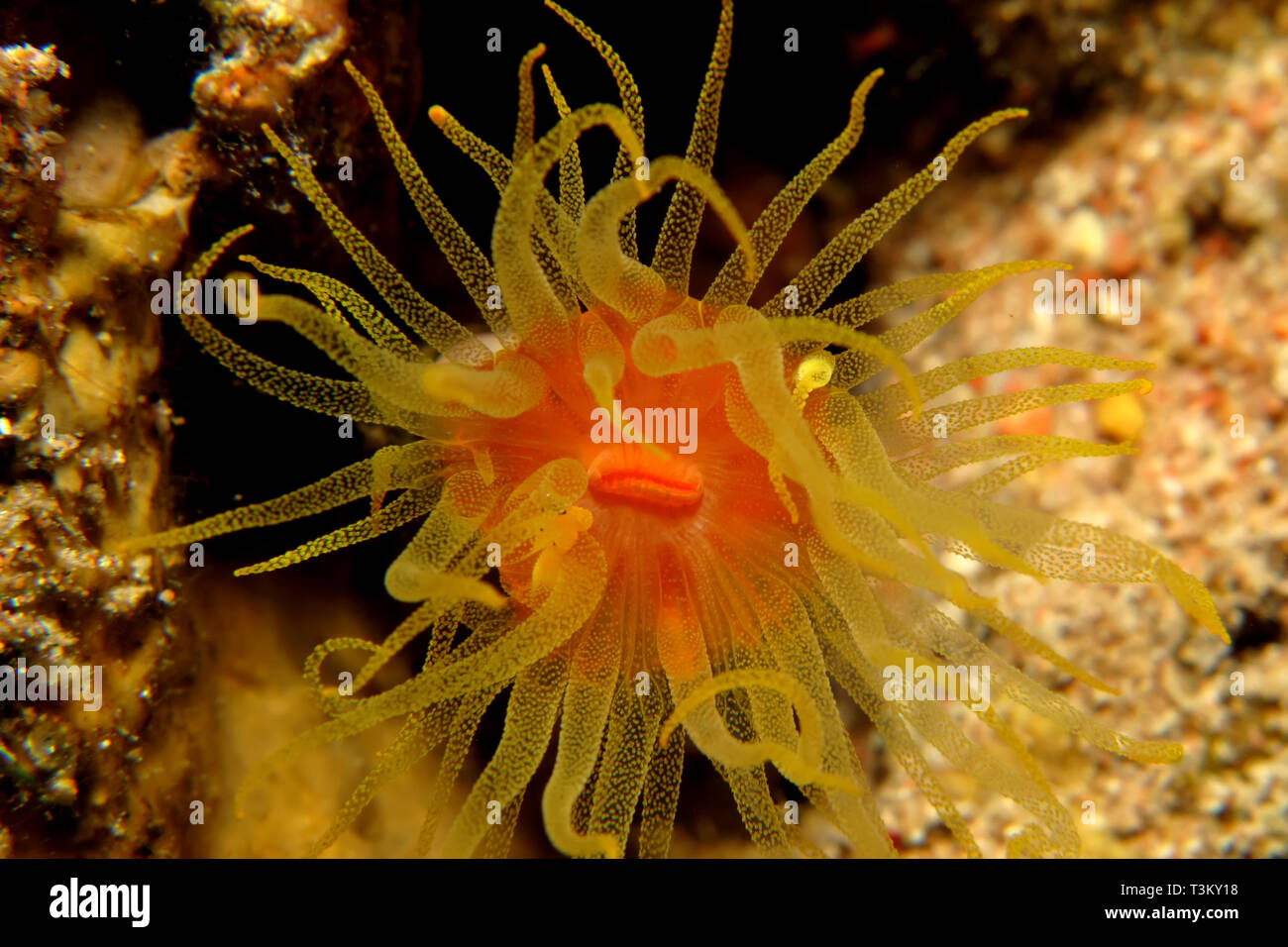 Red sea coralgrouper hi-res stock photography and images - Alamy