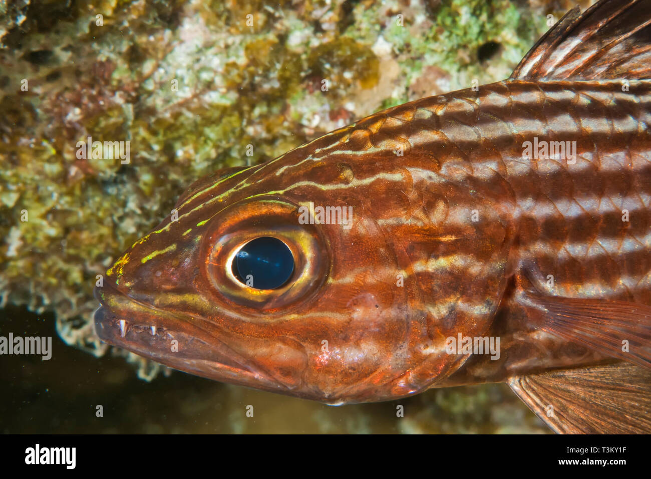 Tiger cardinalfish (cheilodipterus macrodon). Taking in Red Sea, Egypt ...