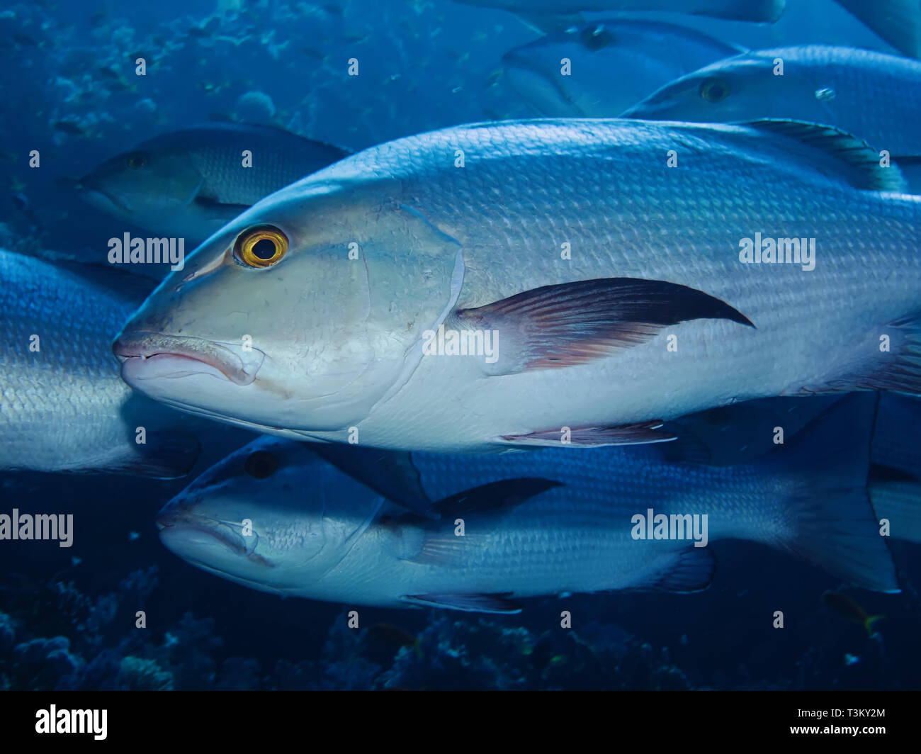Twinspot snapper (Lutjanus bohar Stock Photo - Alamy