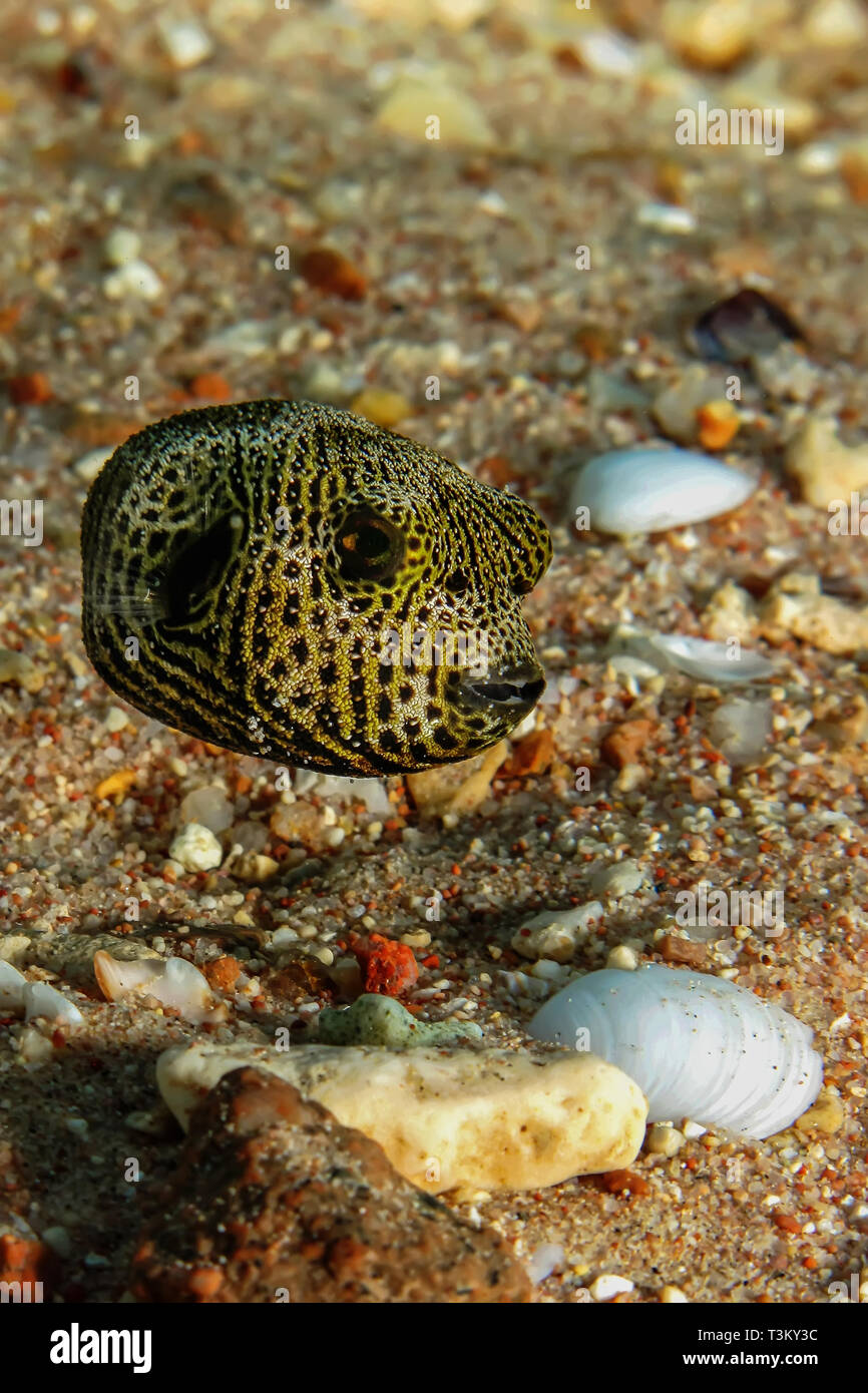 Baby Starry Puffer (Arothron stellatus). Taken at Sharks Bay in Egypt ...