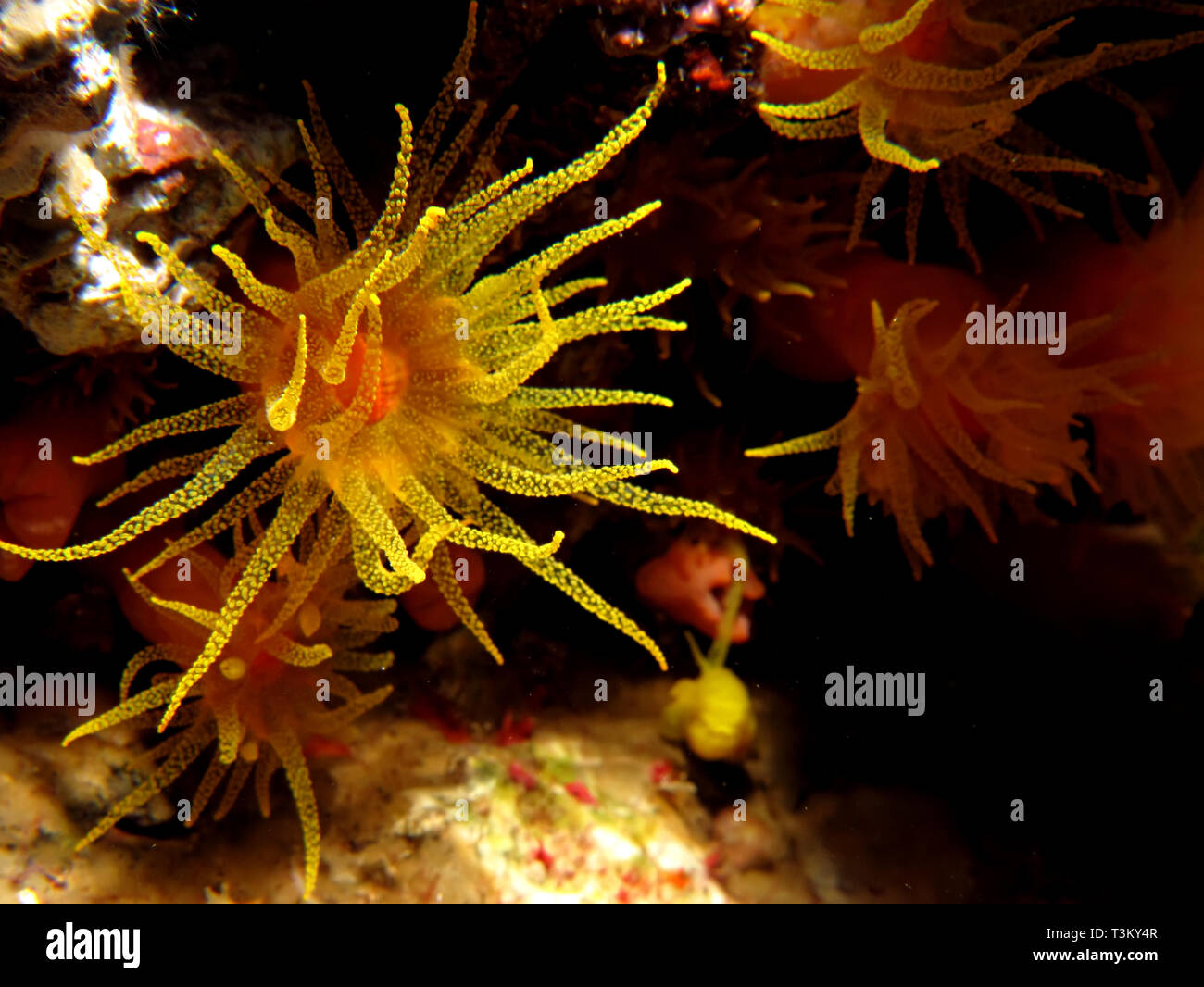 Tubastrea coral hi-res stock photography and images - Alamy
