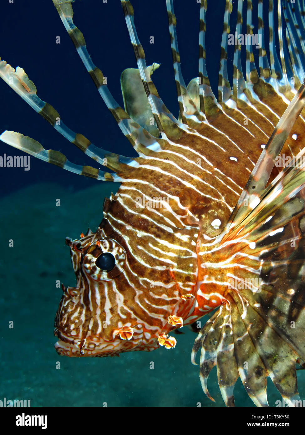 Common lionfish (pterois miles). Taking in Red Sea, Egypt Stock Photo ...