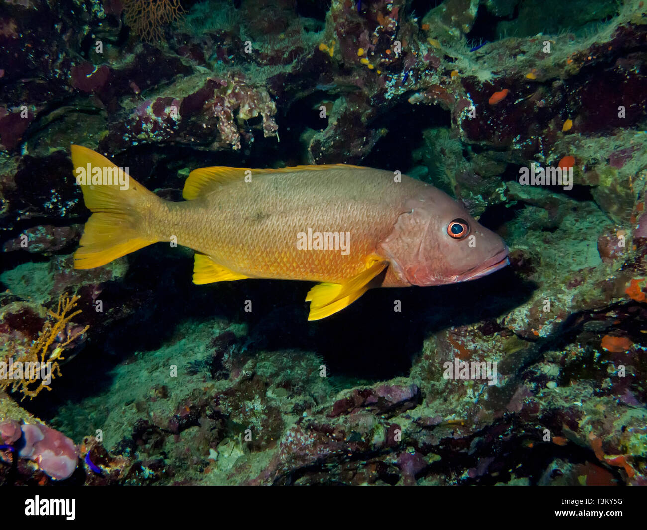 One spot snapper (Lutjanus monostigma) Taking in Red Sea, Egypt Stock ...