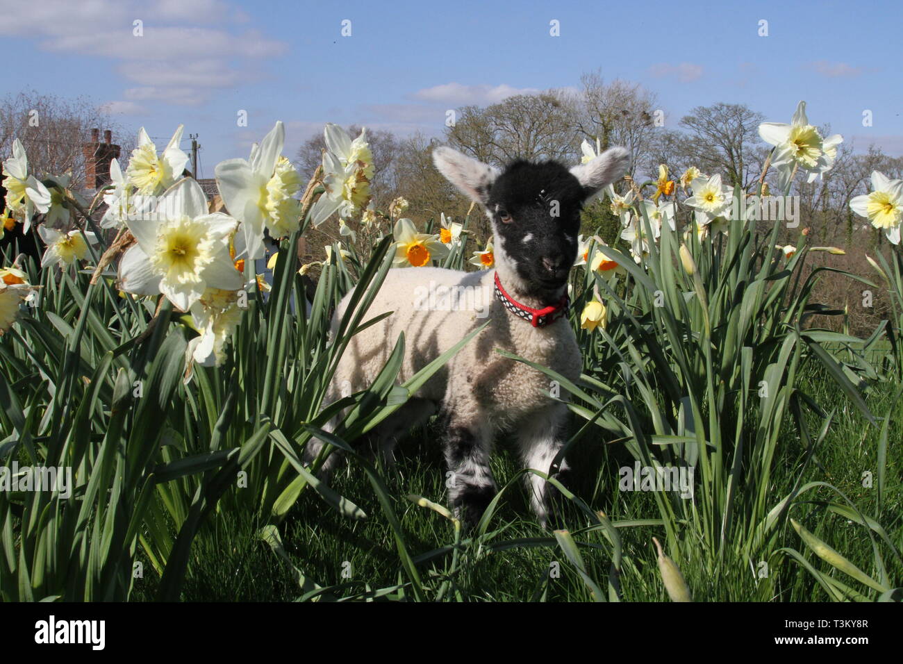 Lambs with daffodils hi-res stock photography and images - Alamy