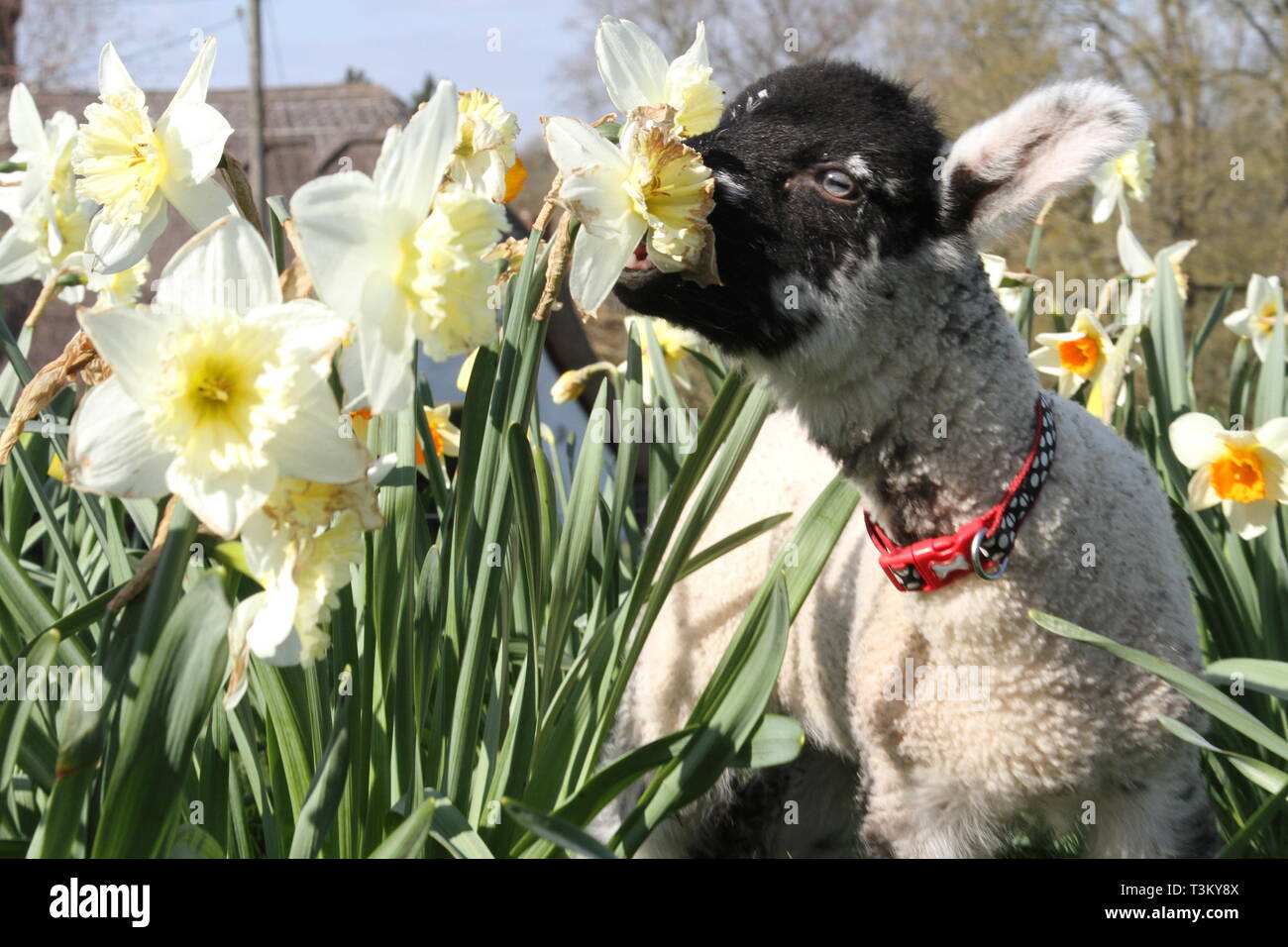 Lambs with daffodils hi-res stock photography and images - Alamy