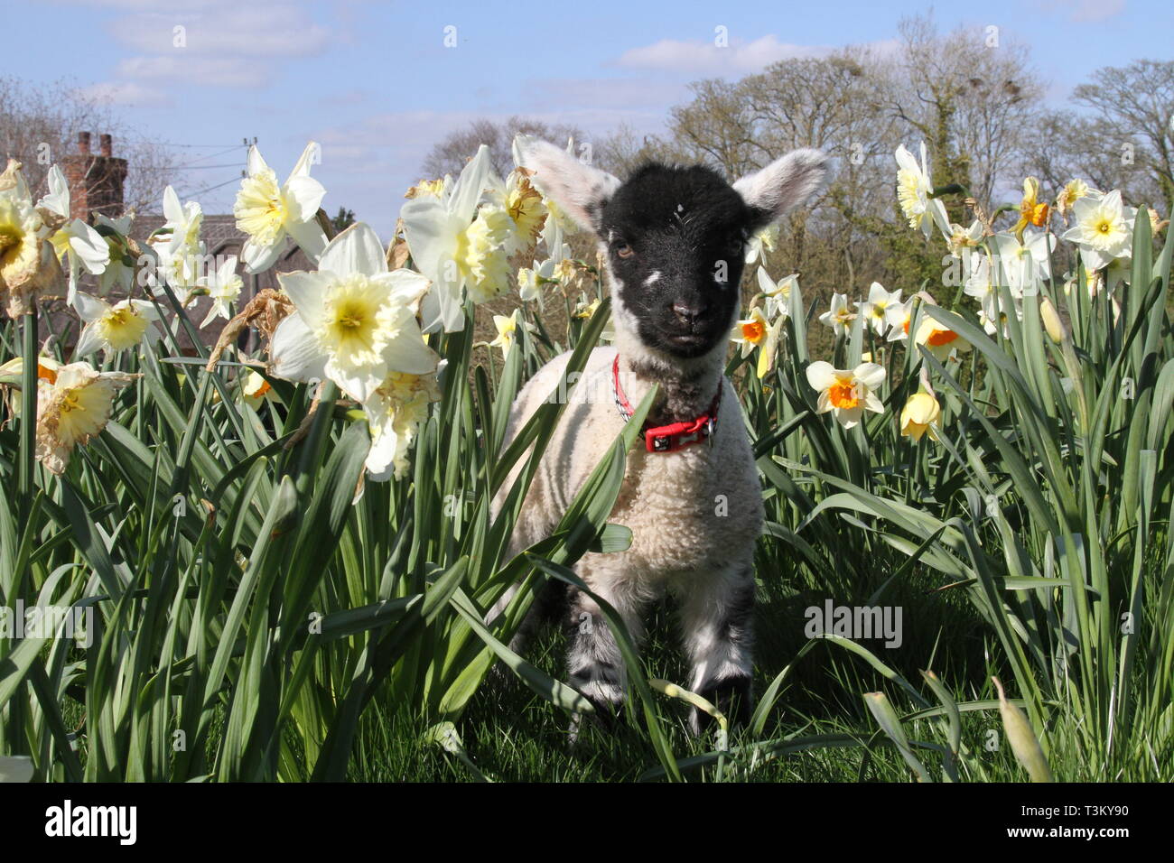 Lambs with daffodils hi-res stock photography and images - Alamy