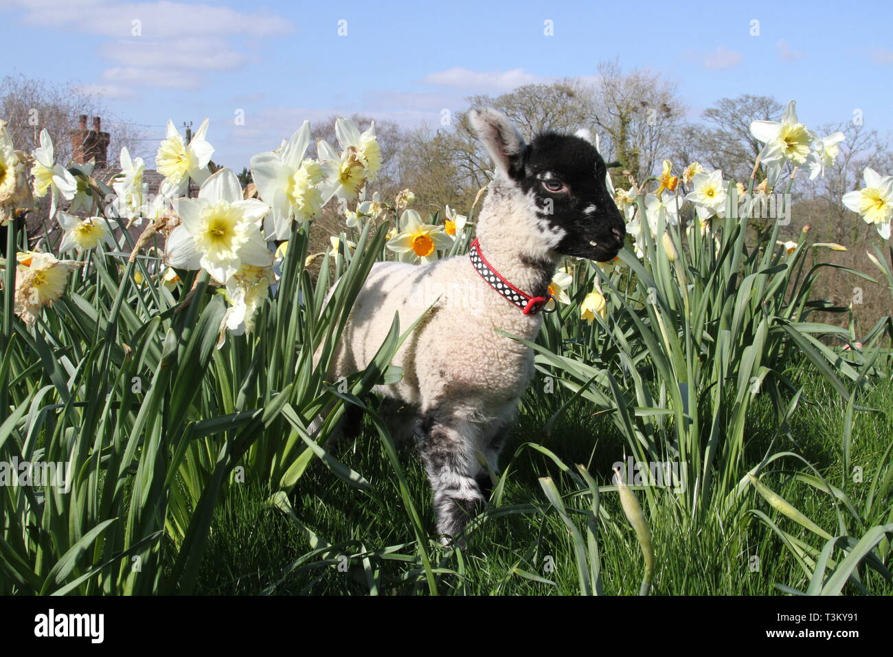 Lambs with daffodils hi-res stock photography and images - Alamy