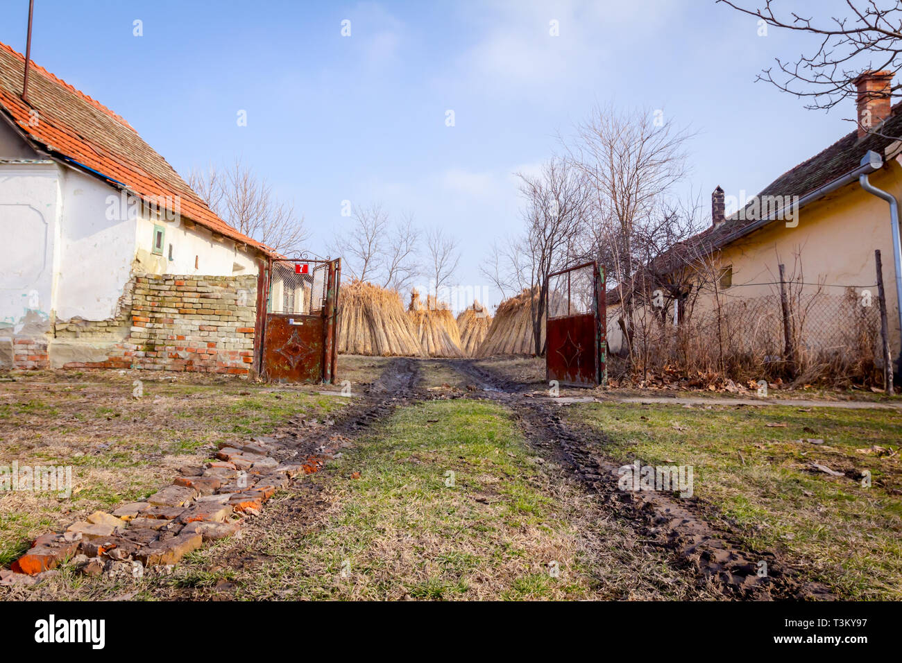 Bundles of tied dry reeds in the rural yard, was packed and ready for ...