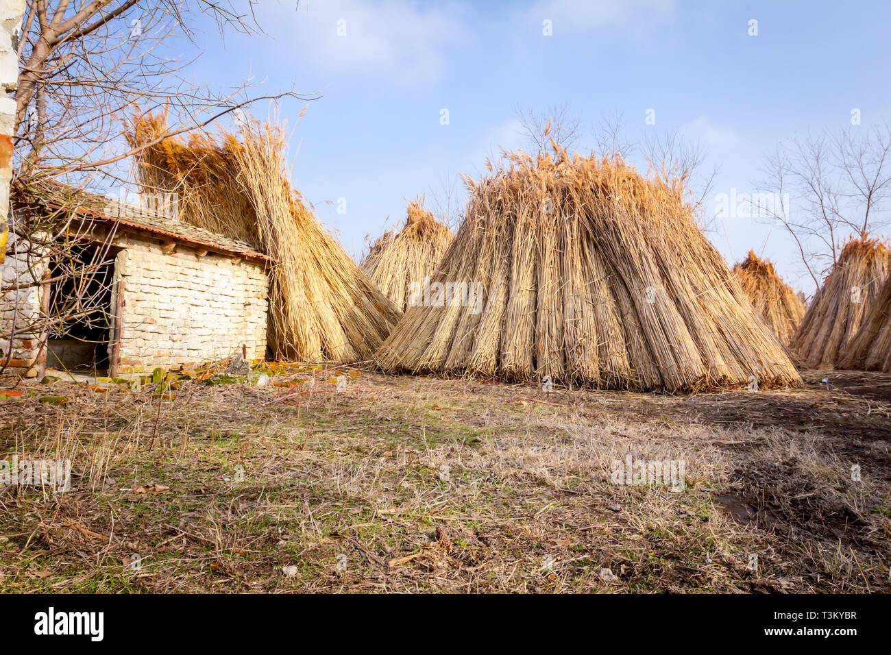 Bundles of tied dry reeds in the rural yard, was packed and ready for ...