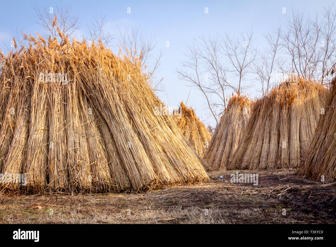 Bundles of tied dry reeds in the rural yard, was packed and ready for ...