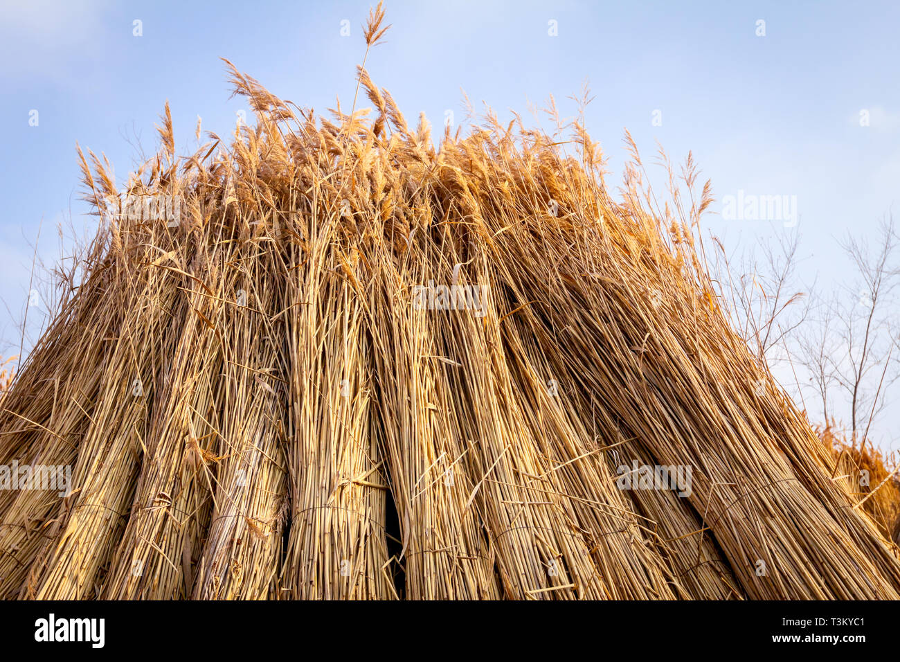 Bundle Of Reeds High Resolution Stock Photography and Images - Alamy