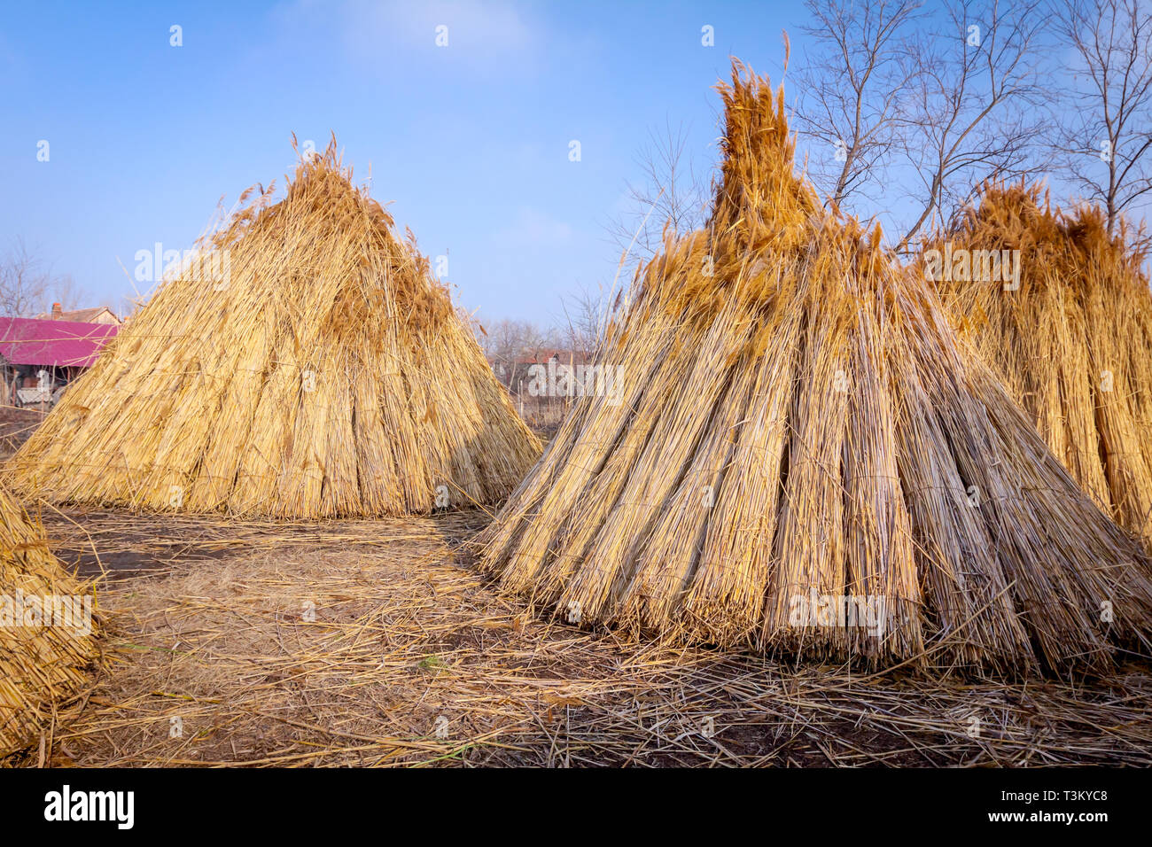 Bundles of tied dry reeds in the rural yard, was packed and ready for ...
