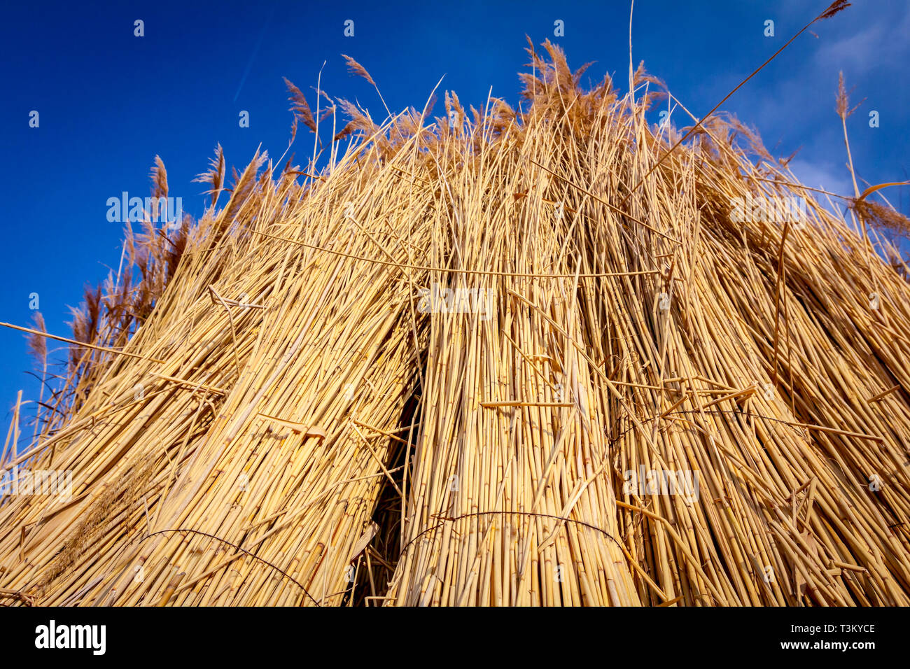 Bundle Of Reeds Stock Photos & Bundle Of Reeds Stock Images - Alamy