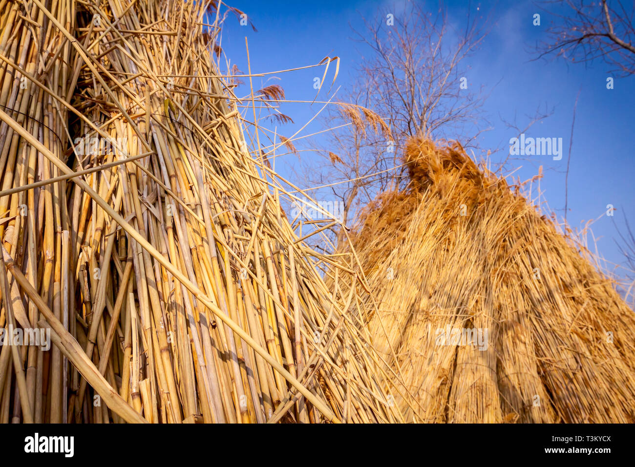 View on tied bundles of dry reeds, packed and ready for further ...