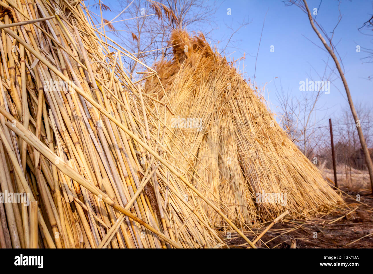 Bundles of tied dry reeds in the rural yard, was packed and ready for ...