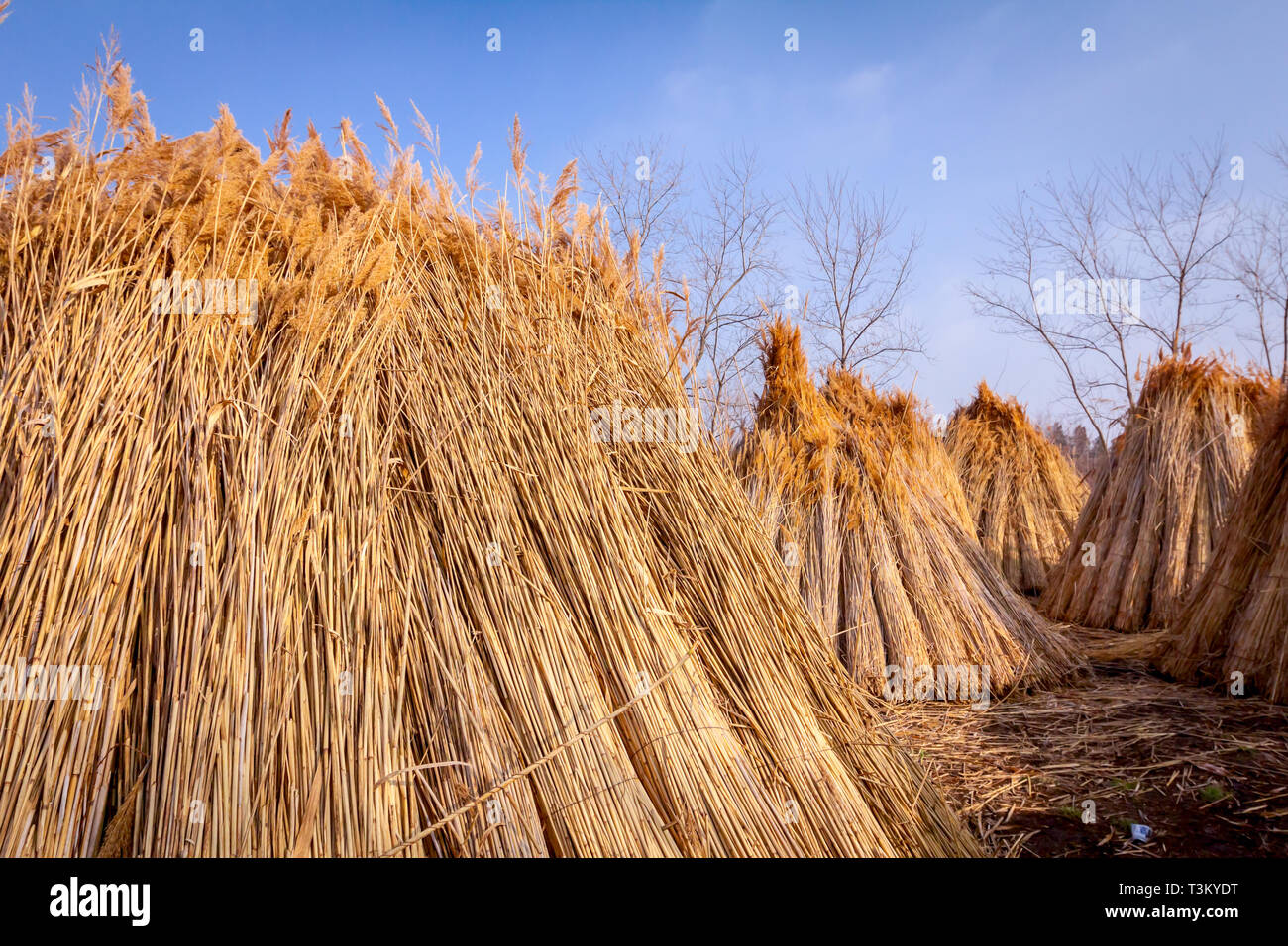 Bundles of tied dry reeds in the rural yard, was packed and ready for ...