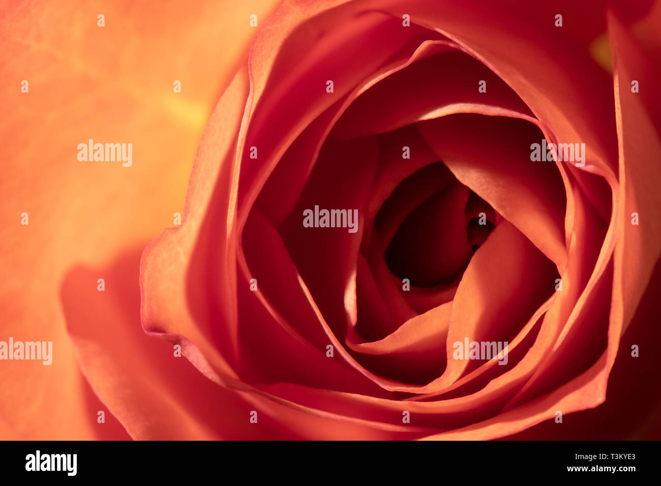 Cinnabar color hi-res stock photography and images - Alamy