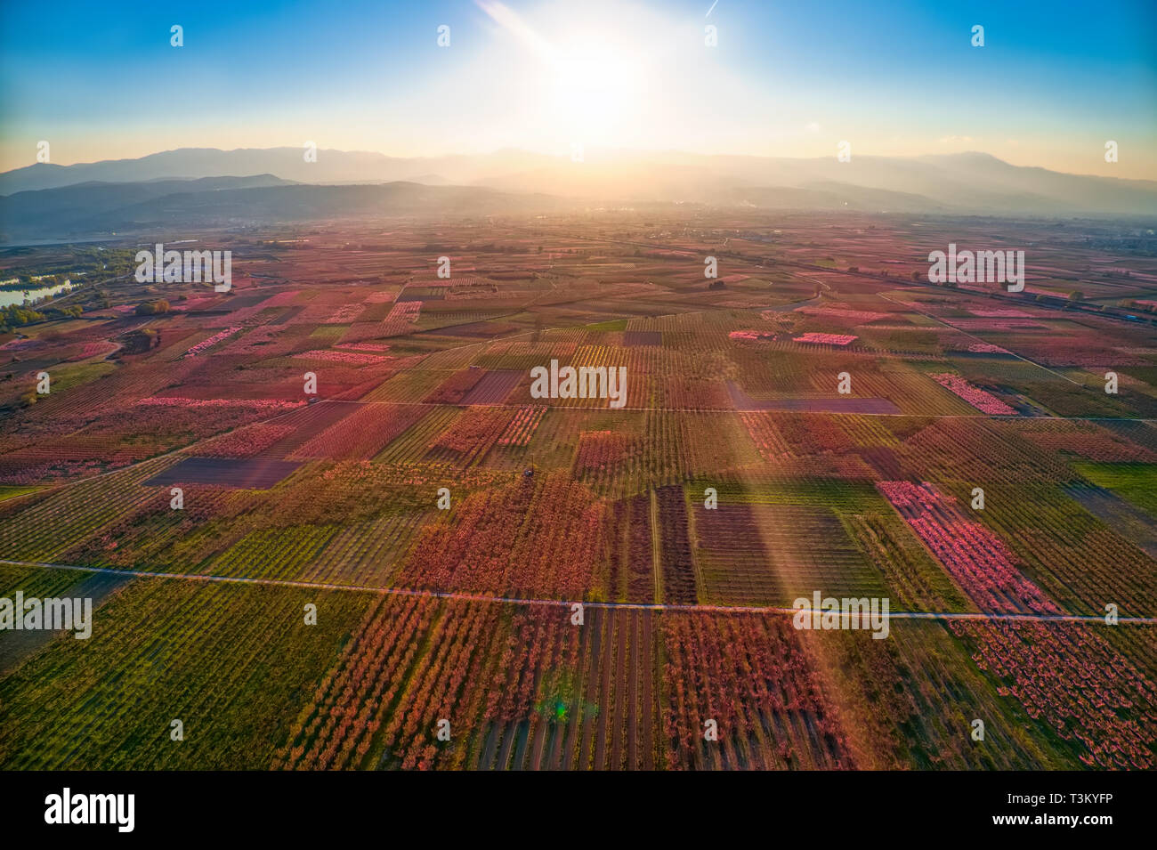 Aerial view peach orchard hi-res stock photography and images - Alamy