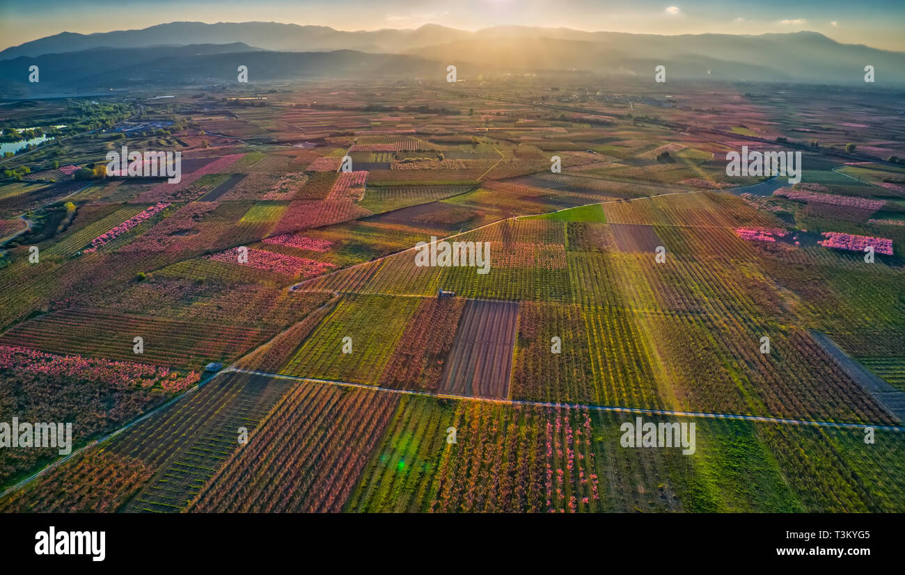 Aerial view peach orchard hi-res stock photography and images - Alamy