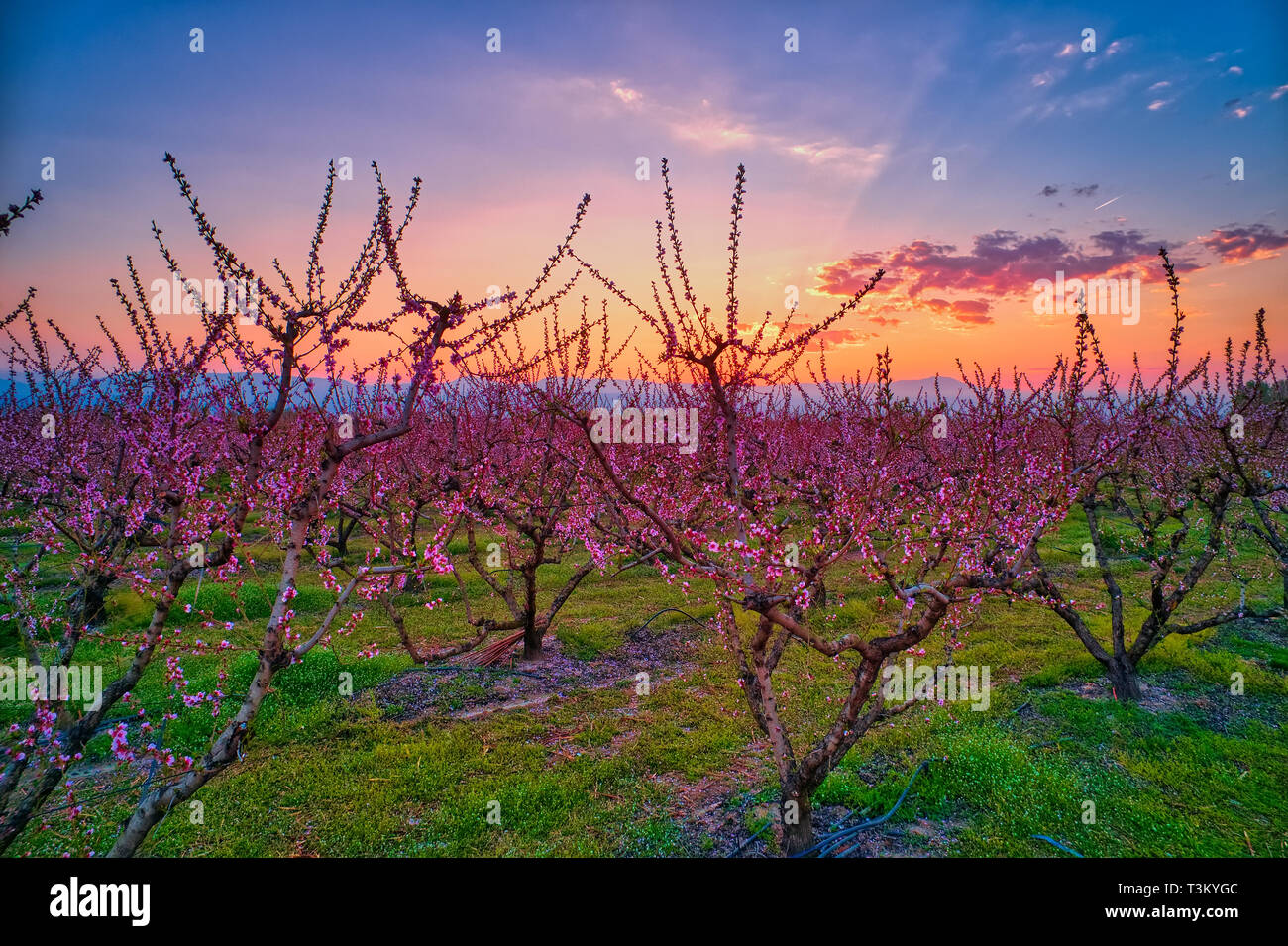 Orange orchard aerial hi-res stock photography and images - Alamy