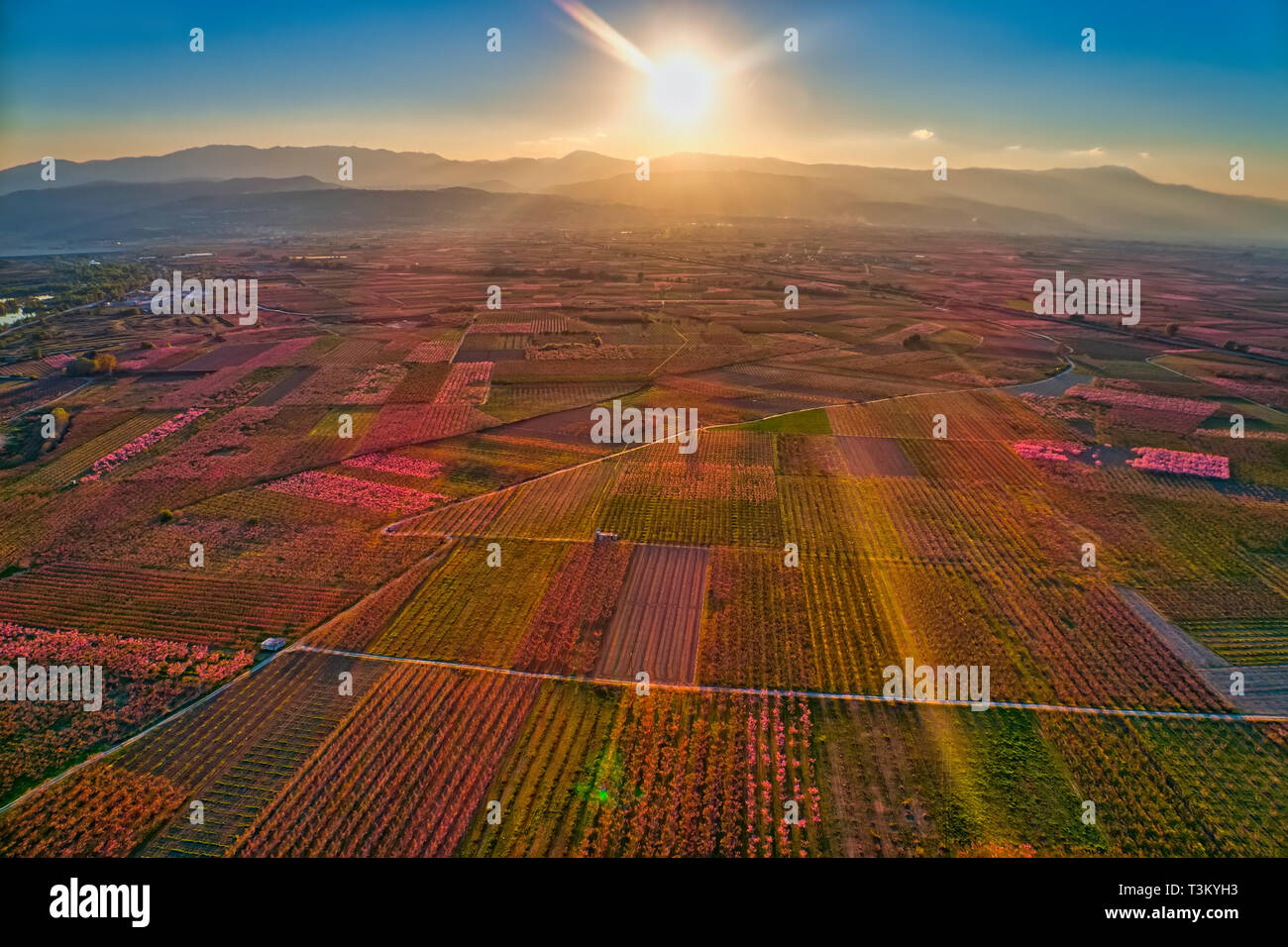 Aerial view the orchard of peach trees in bloomed in spring in the ...