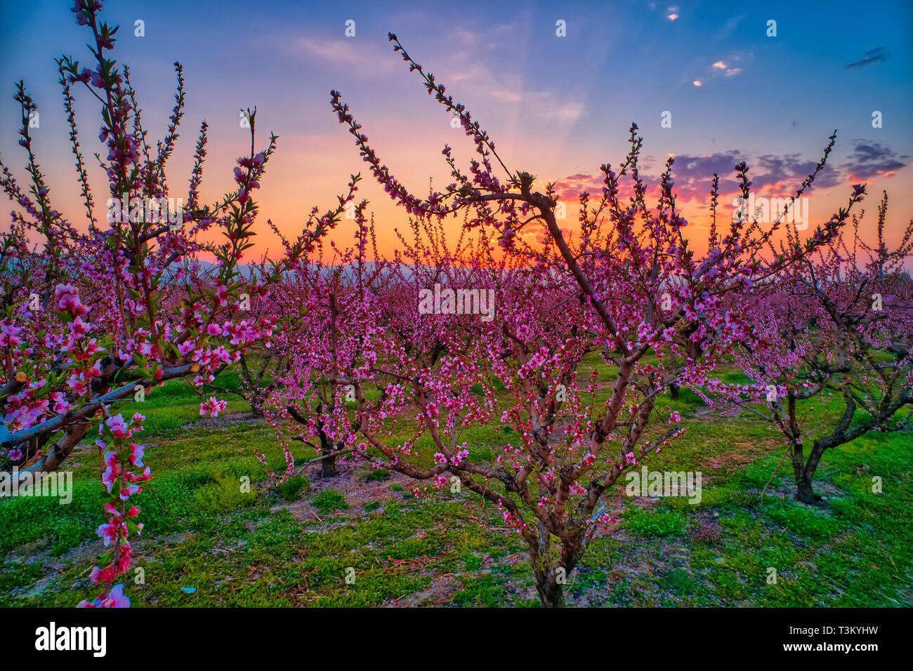 Aerial view the orchard of peach trees in bloomed in spring in the ...