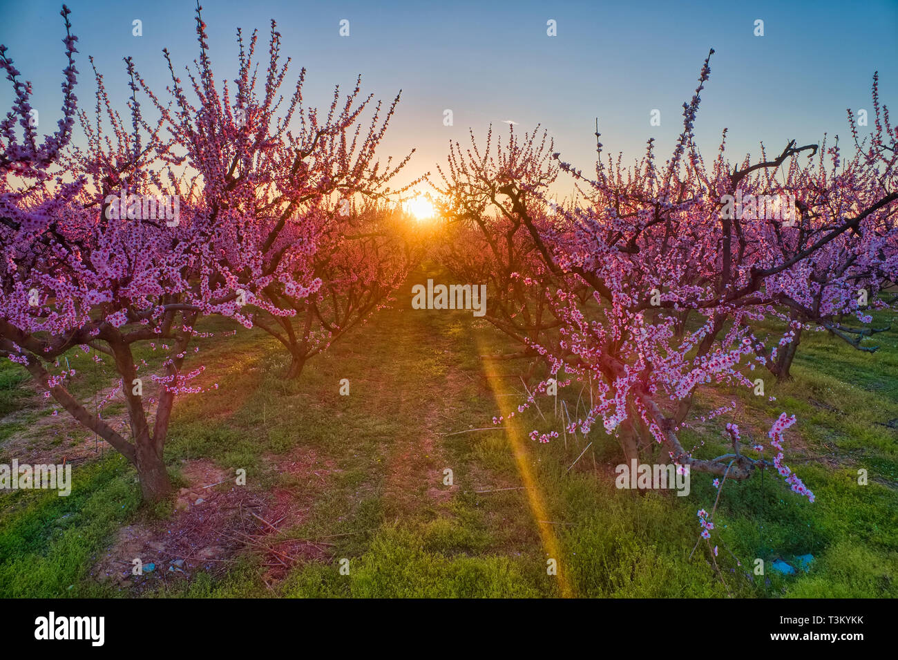 Aerial view peach orchard hi-res stock photography and images - Alamy