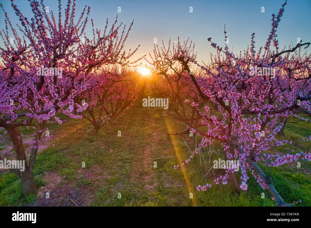 Aerial view the orchard of peach trees in bloomed in spring in the ...
