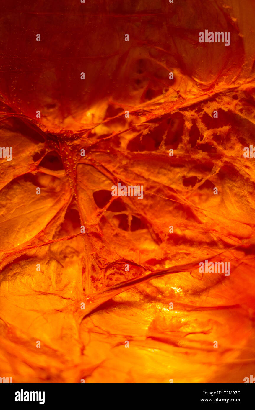 Amazing view of the cut orange pumpkin from the inside, close up Stock ...
