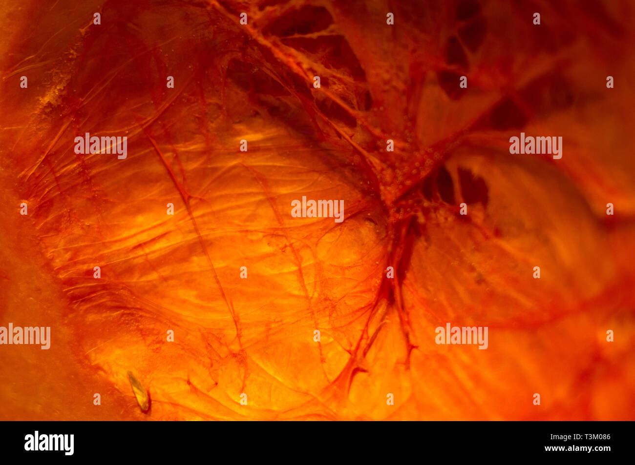 Amazing view of the cut orange pumpkin from the inside, close up Stock ...