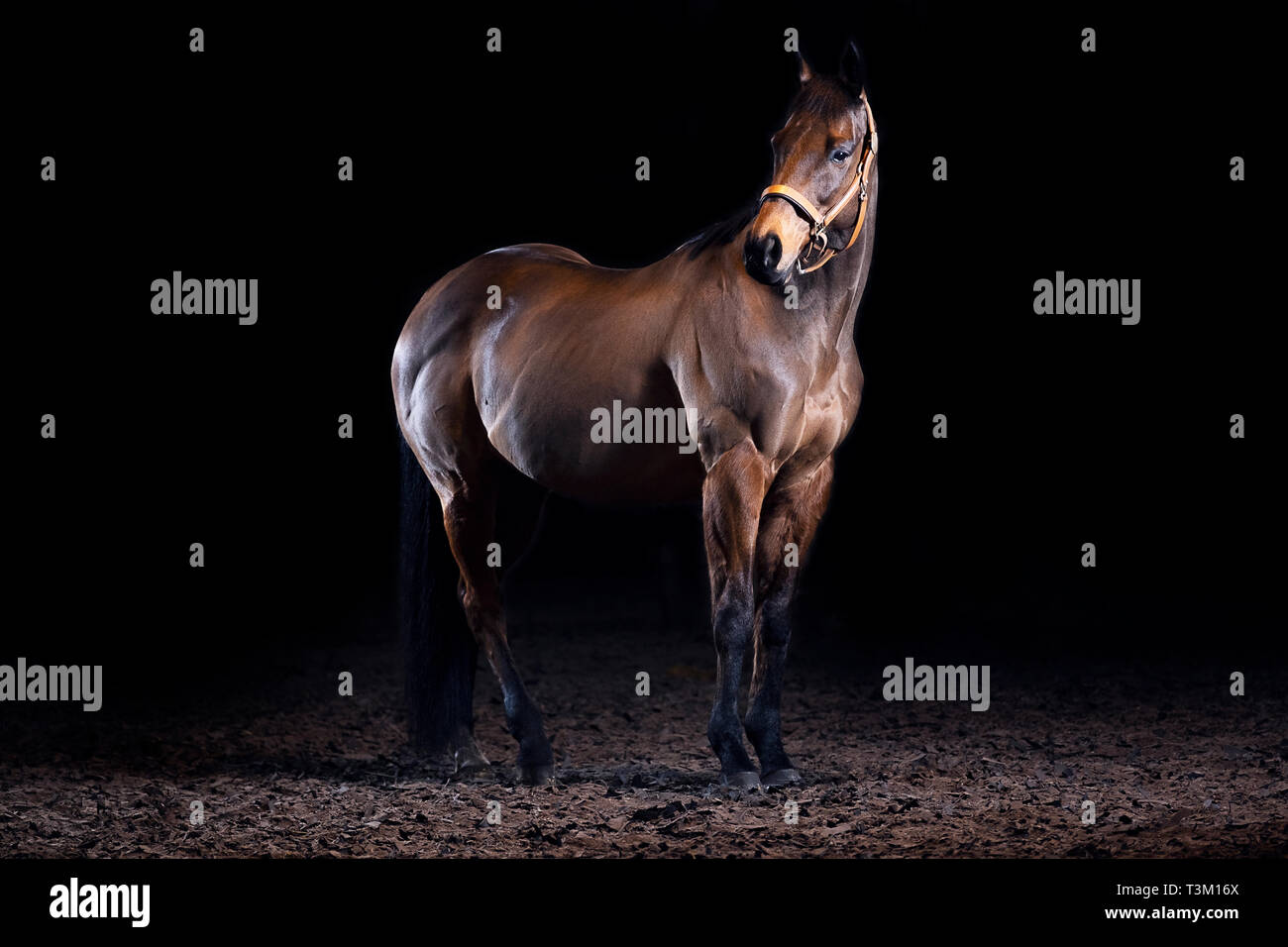 Equine photography hi-res stock photography and images - Alamy